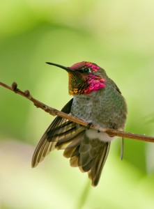 Interview with the Digiscoper of the Year 2011: Tara Tanaka ...