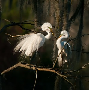 Interview with the Digiscoper of the Year 2011: Tara Tanaka ...